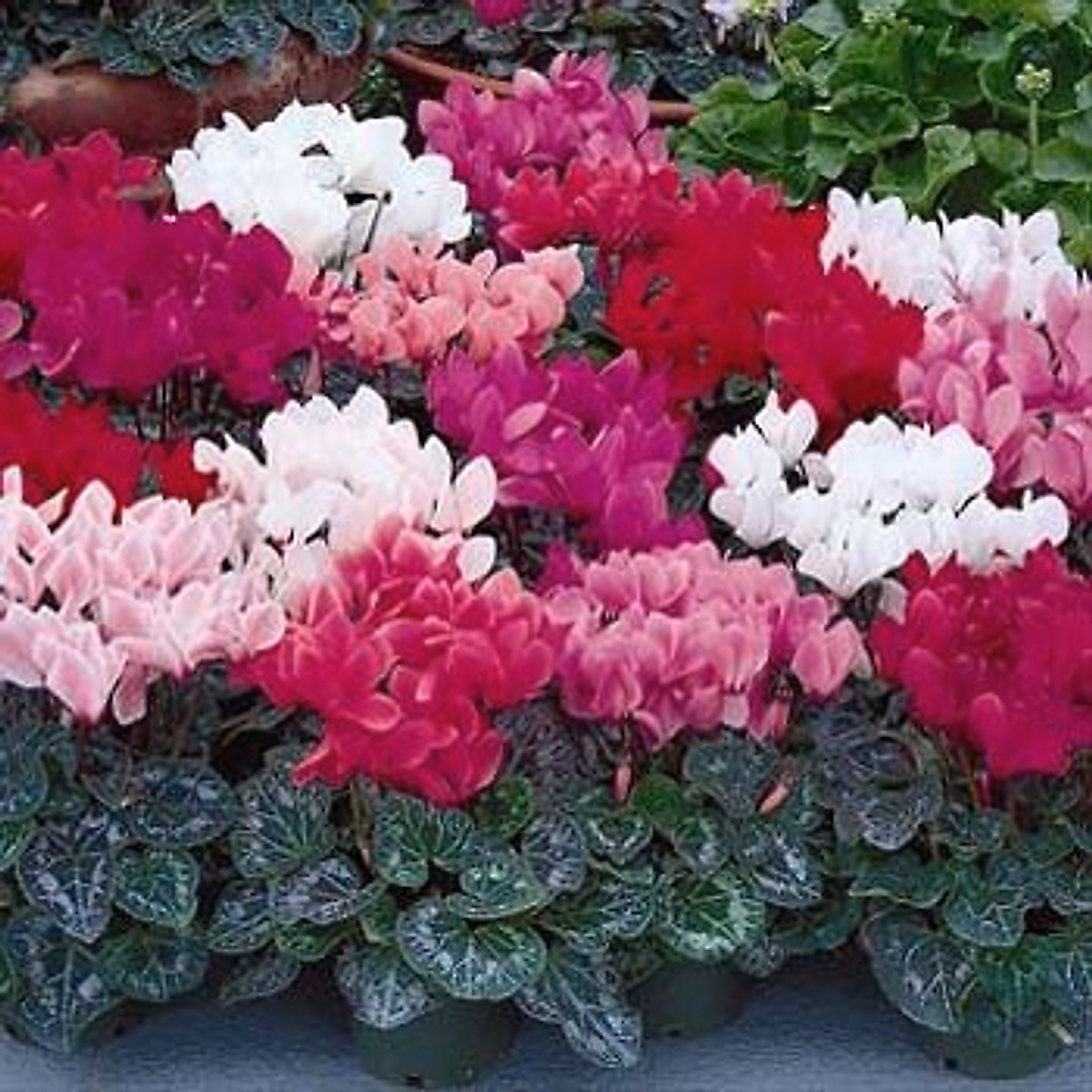 Outsidepride Cyclamen Royal Mini Garden Flower Seed Mix for Outdoor Containers or Indoor House Plants - 20 Seeds