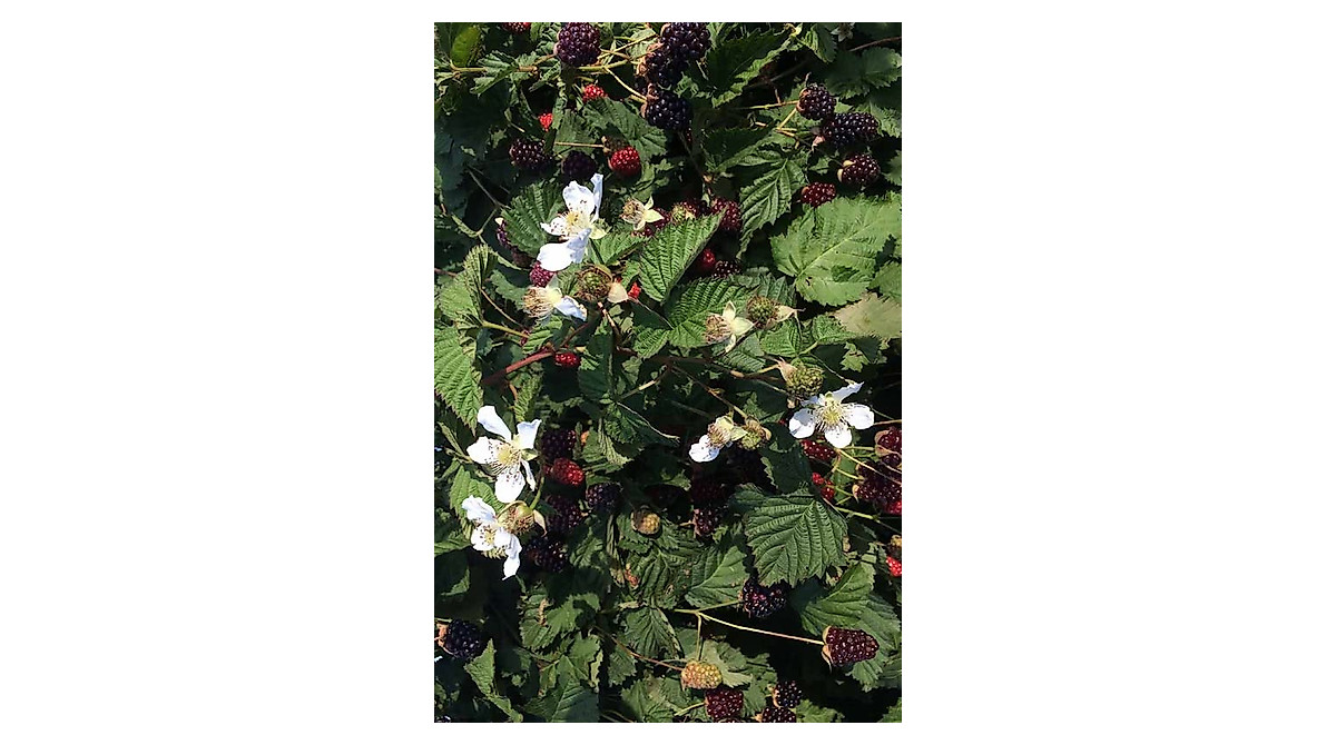 4 Boysenberry Trees - Easy to Grow Indoor Outdoor Plants