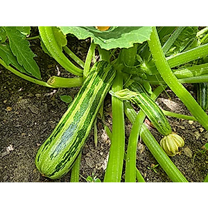"Cocozelle Zucchini" Summer Squash Seeds for Planting, 50+ Heirloom Seeds Per Packet, (Isla's Garden Seeds), Non GMO Seeds, Botanical Name: Cucurbita Pepo, Good Home Garden Gift