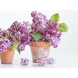 1 Purple Fashion Lilac Bushes Live Plant Fragrant 7 to 10 Inc Planting Ornaments Garden Perennials Simple to Grow Pots Gift