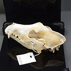 Hot Dog Skull Taxidermy Supplies Art Bone Vet Medicine 1:1