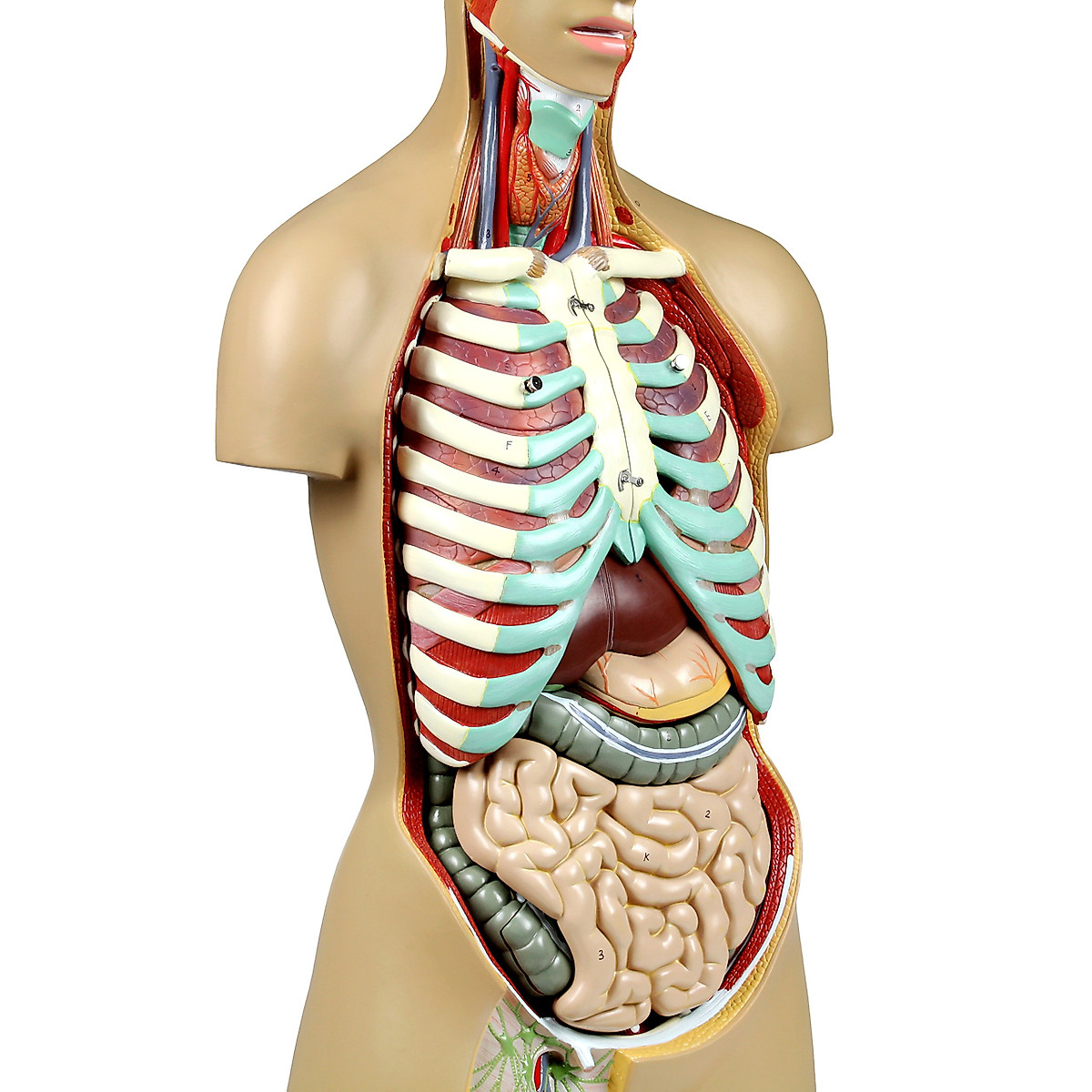 Vision Scientific VAT107-DC 17 Parts Sexless Human Torso | Open Back Exposes Muscular Layers, Vertebral Volume, Nerve Branches |Neck Dissected Shows Muscular, Neural, Vascular and Glandular Structure
