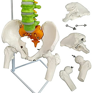 Merinden Spine Model,34.3" Flexible Life Size Spinal Cord Model with Stand, Chiropractic with Pelvis, Spinal Cord, Nerves and Vertebrae, Anatomical Spine Model ​for Science Study or Patient Education