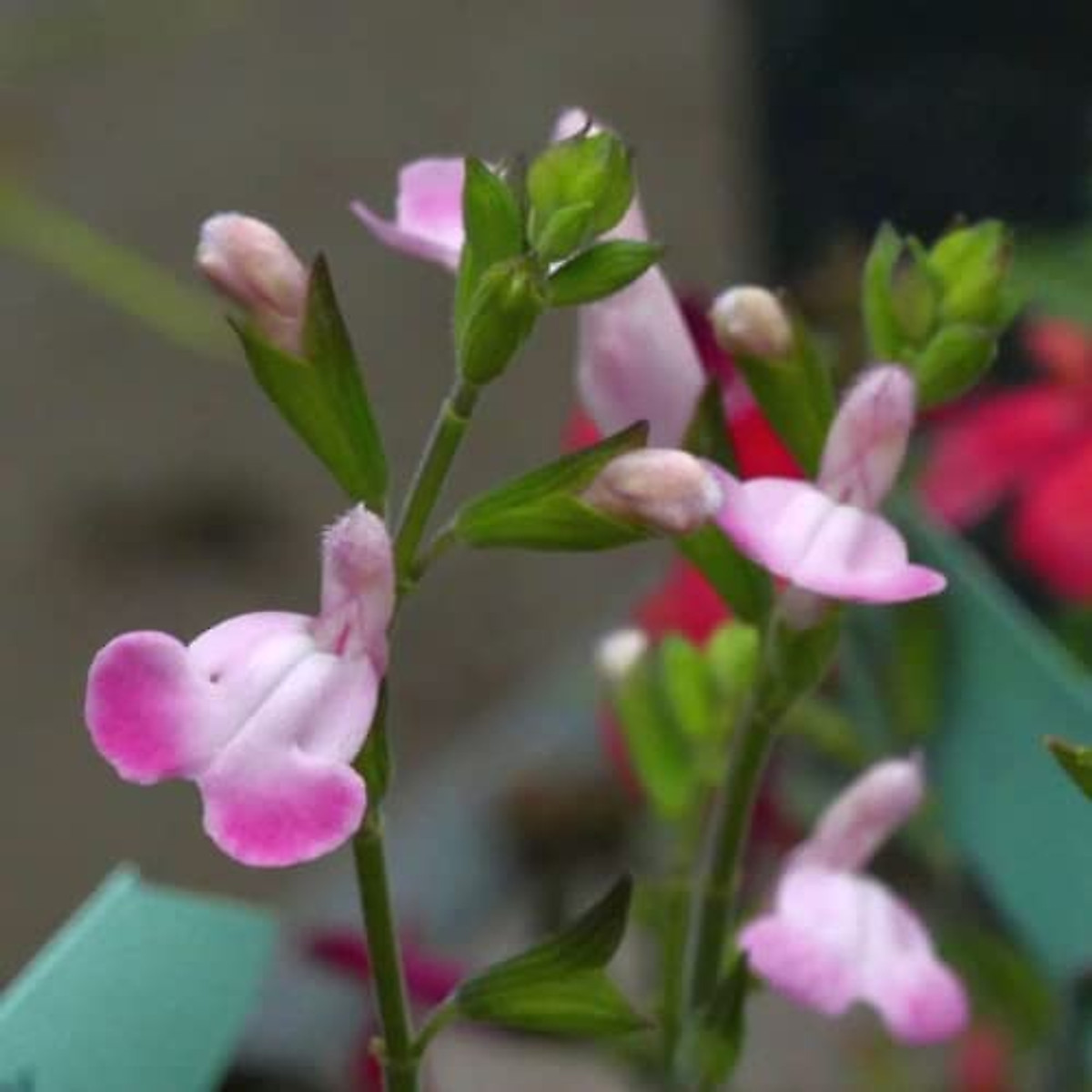 CHUXAY GARDEN Salvia 'Pink Frills' Seeds,Pink Salvia Greggii,Autumn Salvia 40 Seeds Showy Accent Plant Lovely Pink Flowers Great Herb Plant Easy for Planting