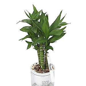 KINGLAKE 100 Pcs 6 Inch Thick Plastic Plant Garden Labels Nursery Garden Labels Stake Tags Plant Name Tags Waterproof Plant Tags Plant Identification Stakes Tags for Seedling,Vegetable White