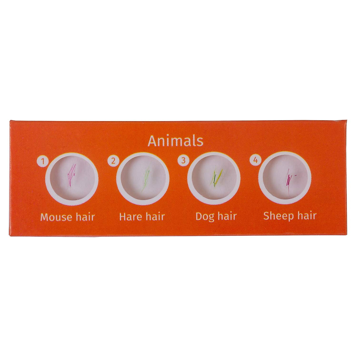 Levenhuk LabZZ CP24 Creatures and Plants Prepared Microscope Slides Set for Kids Children and Students Education