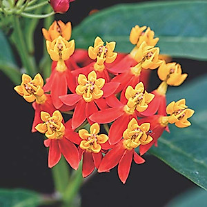 Fat Brain Toys Surprise Ride - Grow a Milkweed Tropical Asclepias Activity Kit - Ages 5+