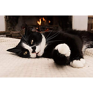 MY LUCKY PETS LLC cat Joint Treats - CAT Joint Support with Turmeric Complex - Hip Care - Premium MSM - cat glucosamine chondroitin Powder - 1 Bottle (60 Chewable Tablets)