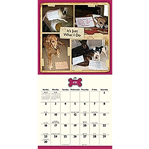 Dog Shaming 2023 Wall Calendar