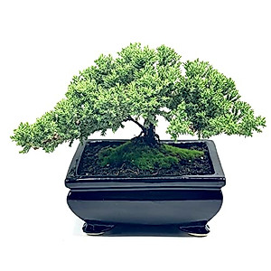 Live Dwarf Juniper Bonsai Tree | Indoor/Outdoor | 100% Handcrafted| Home and Office Décor | Best Gift for Holiday (L)