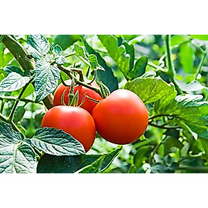 Tomato Plant, 3 Beefsteak Tomato Live Plants 6 to 10 Inches, Easy to Plant Planting Ornaments Garden Perennials Simple to Grow Pots Gift