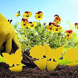 Landisun Fruit Fly Sticky Traps 48PCS Fungus Gnat Traps Bug Traps Gnat Killer for Indoor Outdoor House Kitchen Plants Whitefly Mosquitos Flying Insects JPM0149 Yellow