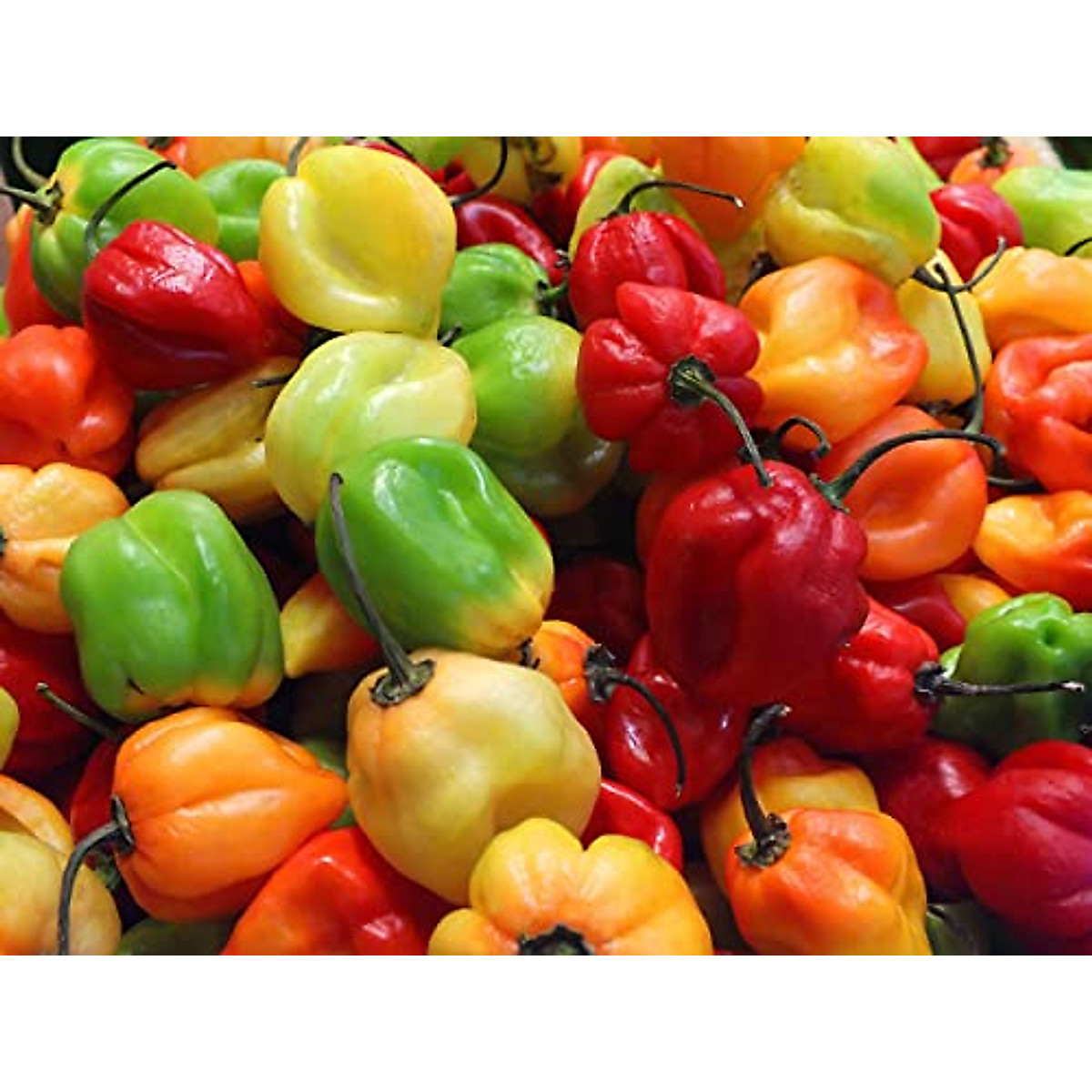 Scotch Bonnet Pepper Seeds for Planting - 200 Vegetable Seeds for Planting Home Garden Perennial Hot Pepper Seed