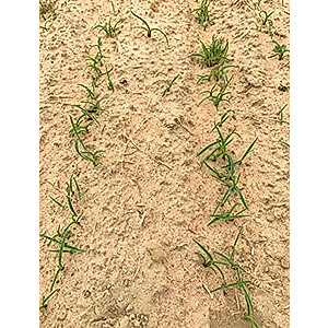 Centipede Grass Seed for a Dense Green Lawn, NO Mulch, 1 lb Coated Seeds, Sun and Moderate Shade Tolerant Lawn Seeding and Turf Patch Repair, Southern Southeast US, Low Fertilizer Low Maintenance