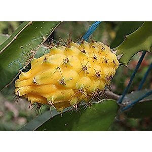 Yellow Dragon Fruit - "Yellow Dragon" Dragon Fruit - Selenicereus 'Yellow Dragon'
