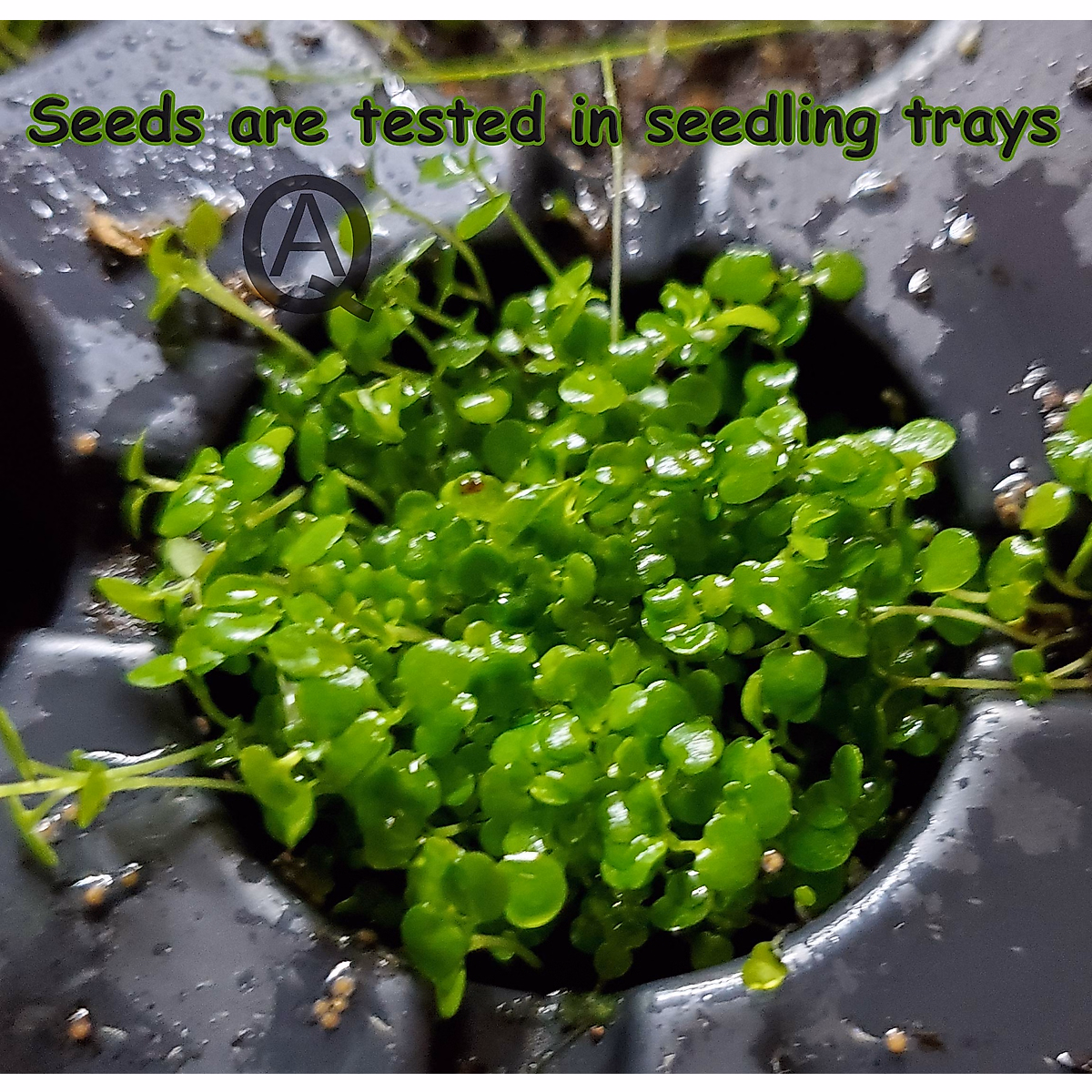 Fresh Water Aquarium Live Plants Foreground Seeds or Carpeting in Planted Fish Tank. Safe for Shrimps, Betta, Goldfish, and Guppies.