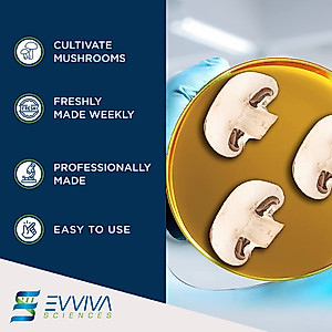 Evviva Sciences Potato Dextrose Agar Petri Dishes - Prepoured Potato Dextrose Agar (PDA) - for Mushrooms, Home Test Kit, or for Science Fair Projects, Petri Dishes with Agar