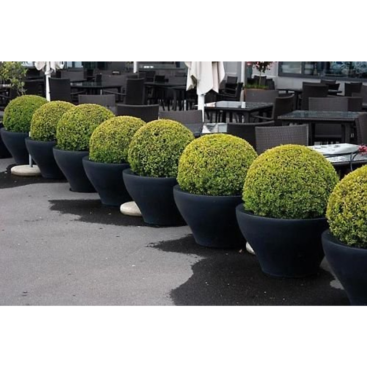 Heirloom Boxwood, Buxus Sempervirens, 30 Seeds, (Hardy Evergreen, Topiary, Hedge, Bonsai)