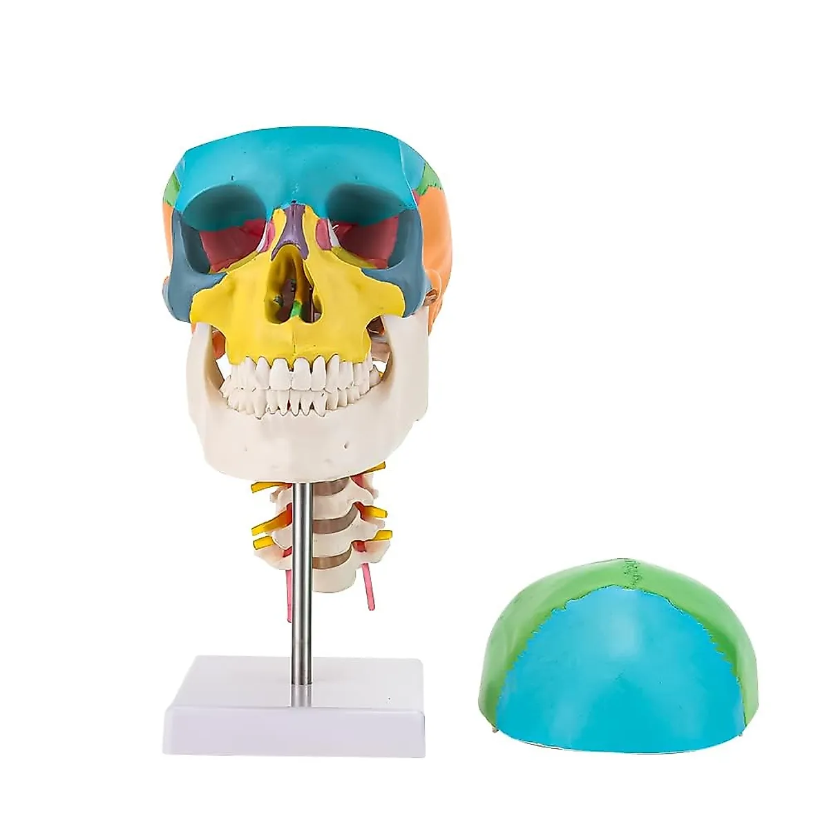 MIIRR Human Skull and Cervical Spine Model Life Size, Color Skull with Cervical Spine Anatomical Model, Medical Teaching Display Model