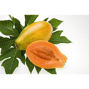 Dichondra 50pcs Dwarf Cylindrical Papaya "Kaek dahm" Fruit Seeds