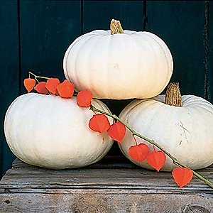David's Garden Seeds Pumpkin White Valenciano FBA-9254 (White) 25 Non-GMO, Heirloom Seeds
