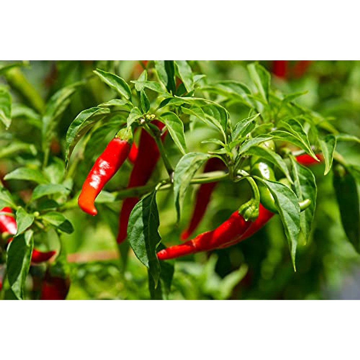 Long Red Thin Cayenne Pepper Seeds for Planting, 100+ Heirloom Seeds Per Packet, (Isla's Garden Seeds), Non GMO Seeds, Botanical Name: Capsicum annuum, Great Home Garden Gift