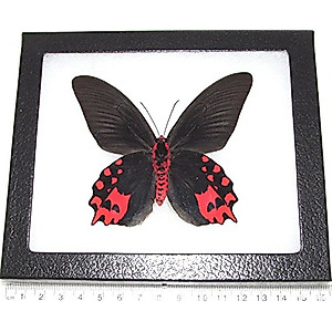 BicBugs Atrophaneura semperi Male Verso Real Framed Butterfly RED Black Philippines