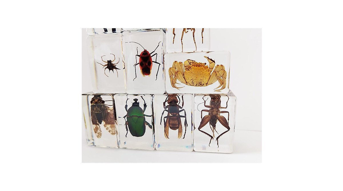 CXUEMH 12-Piece Clear Resin Insect Specimens - Home Decor