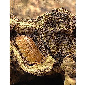 Bugzy Bugs Porcellio Orange Scabers Live Isopods Roly Polys Cleanup Crew for Terrarium Reptile Food 12 Count