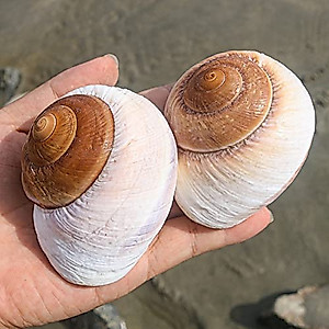 4 Pack Large Hermit Crab Shells, Muffin Snail Shells | Turbo Shells | Giant Land Snail Shells | Hermit Crab House for Fish Tank Aquarium Decoration Beach Home Decor Wedding Centerpieces, 2.75"-3"
