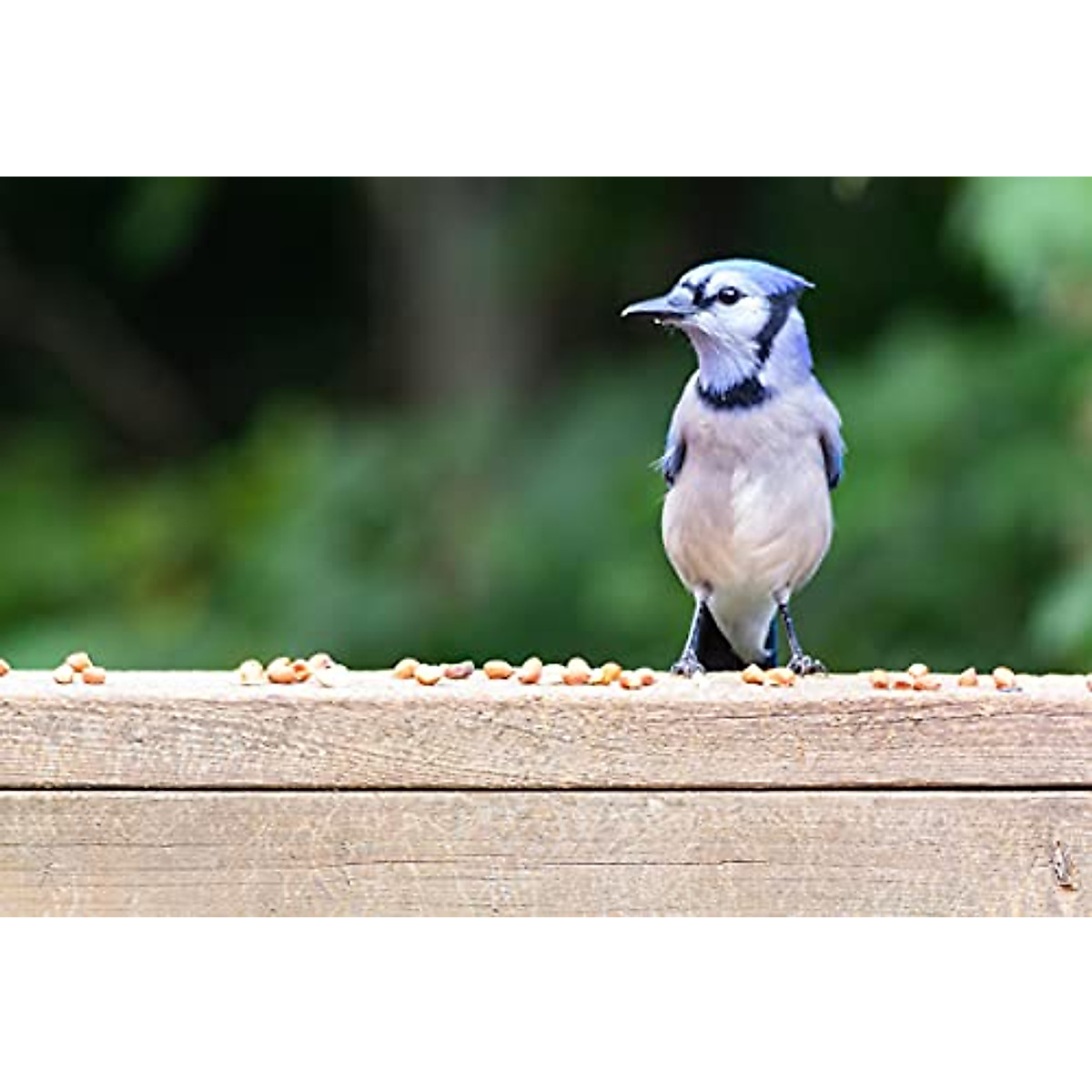 Lightbrown Roasted & Cleaned 40LB Premium Peanuts for Birds and Wildlife. No Mess Wholesome Nuts. The Best Bird Seed for Wild Birds! (40)