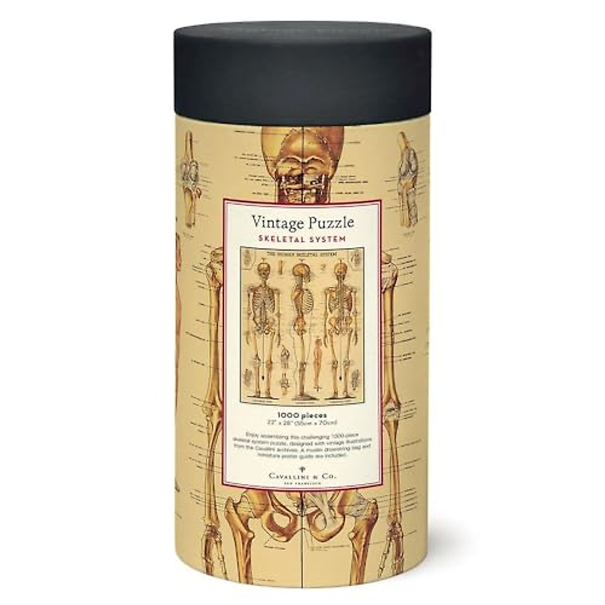 Cavallini Papers & Co. Skeletal System 1,000 Piece Puzzle, Multi