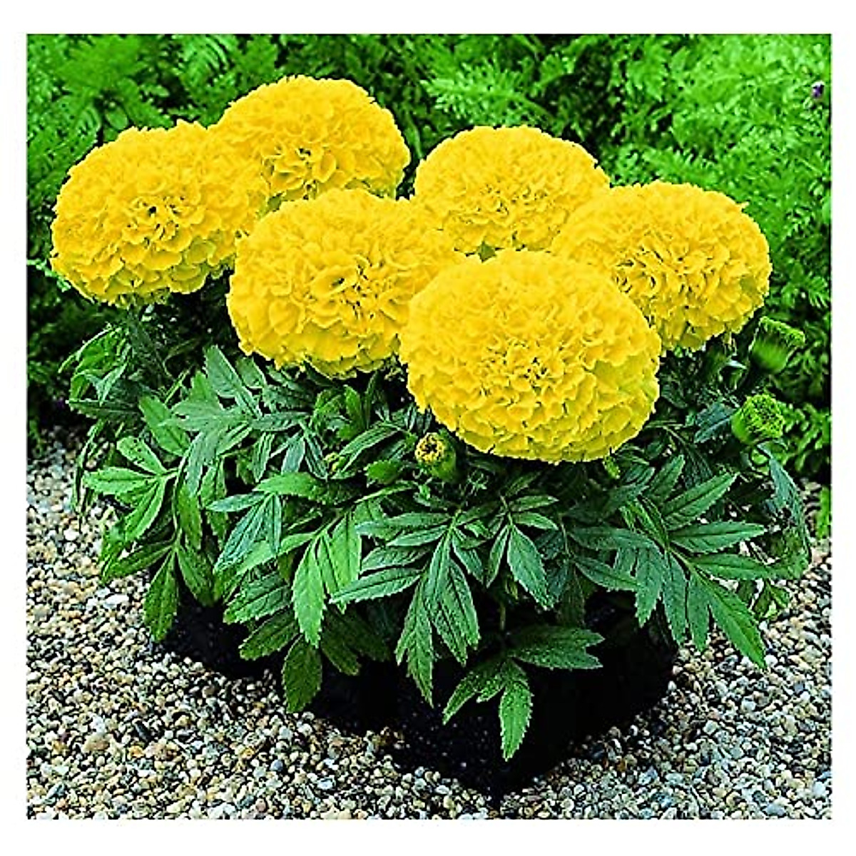 David's Garden Seeds Flower Marigold Giant Yellow FBA-1884 (Yellow) 50 Non-GMO, Hybrid Seeds