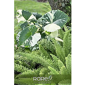 Nature's Way Farms Alocasia 'Dawn' Variegated (25-30" Tall) - Rare Live Indoor Plant, Unique Foliage