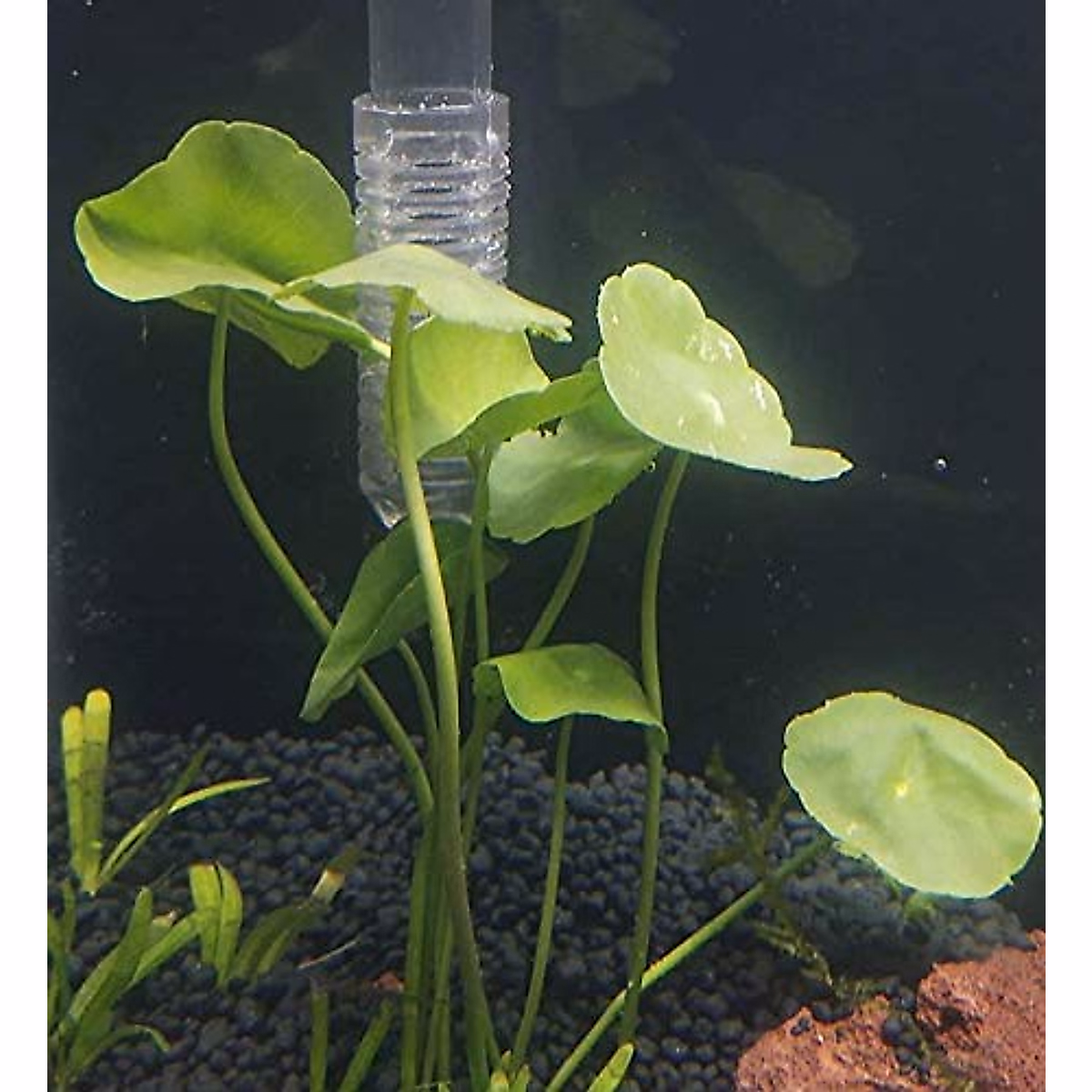 Mainam Whorled Pennywort Bunch Hydrocotyle Verticillata Live Aquarium Plants 3 Days Live Guaranteed for Freshwater Pond Fish Tank