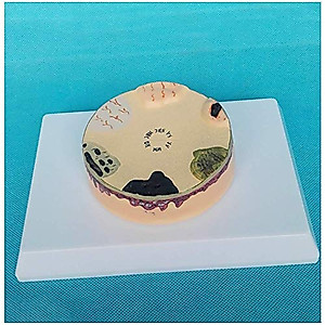 Anatomy Model Human Skin - Skin Enlarged Anatomy Model - Medical Anatomical Skin Structure Model Medical Teaching Model - for Medical Educational Aid