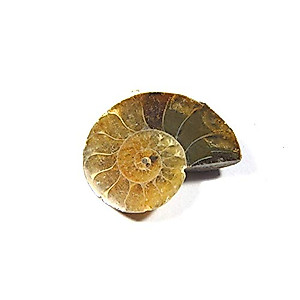 XUETZALCOATL Trivikrama Sudarshan Shaligram 1.5cm - 2.5cm from Kali Gandaki 1 pcs