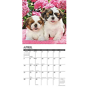 Willow Creek Press Shih Tzu Puppies Monthly 2024 Wall Calendar (12" x 12")