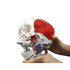 Vision Scientific VAL208 Human Skull with Markings, Muscle and Sutures | Muscle Origins (Painted red) and Insertion (Painted Blue) | Detailed Hand Numbering | Includes Detailed Product Manual