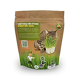 Todd's Seeds - 1 Pound of Wheatgrass Seeds - Non GMO Sprouting Seeds - Grind Into Whole Wheat Flour - Pet Grass - Cat Grass for Indoor Cats - Wheat Grass Seeds