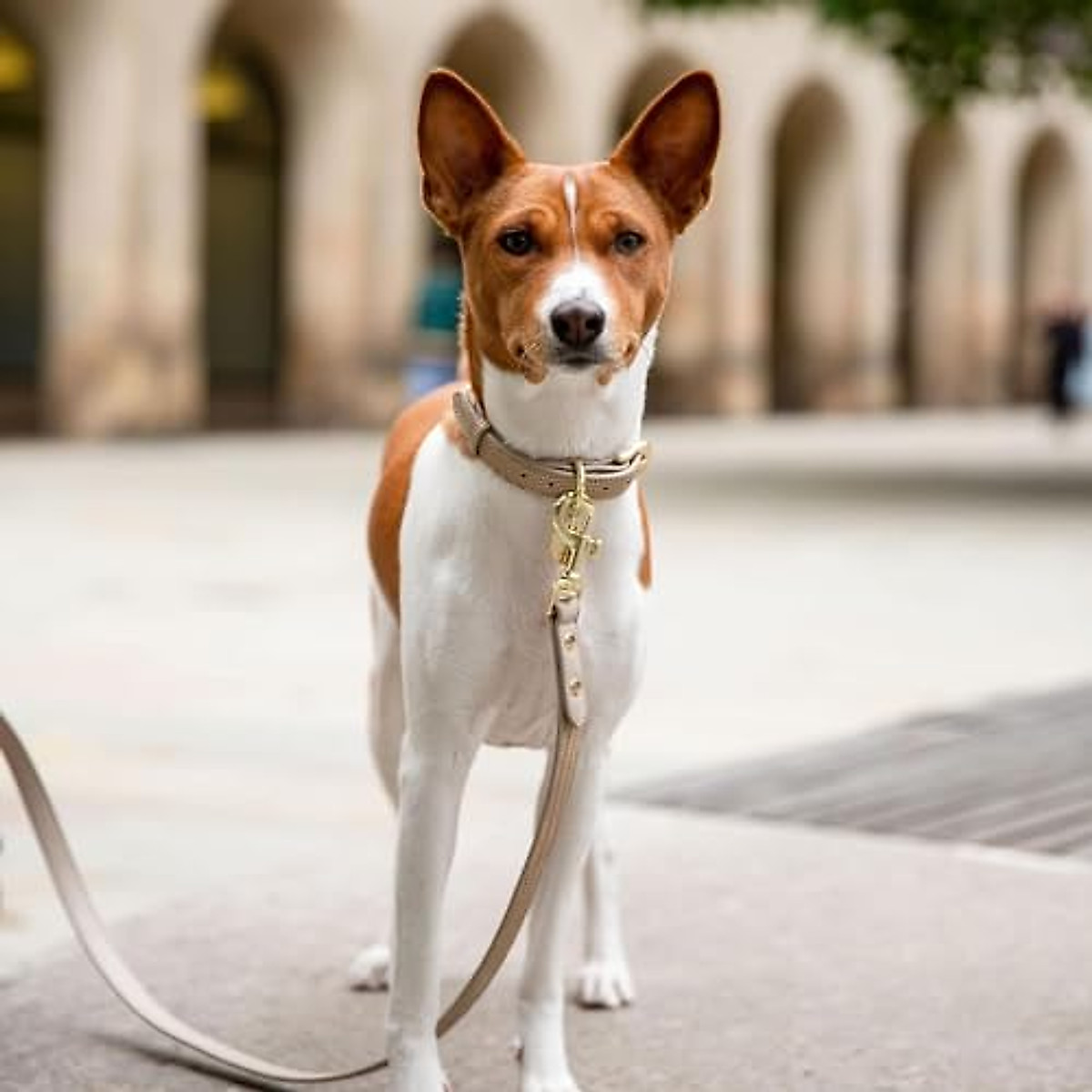 Nina Woof Milan Vegan Leather Dog Leash, 4ft Padded Slim Dog Lead, Vegan Crocodile Leather, Dog Leash for Small Dogs, Lightweight Dog Leashes for Medium Dogs, Thin Dog Leash, Beige