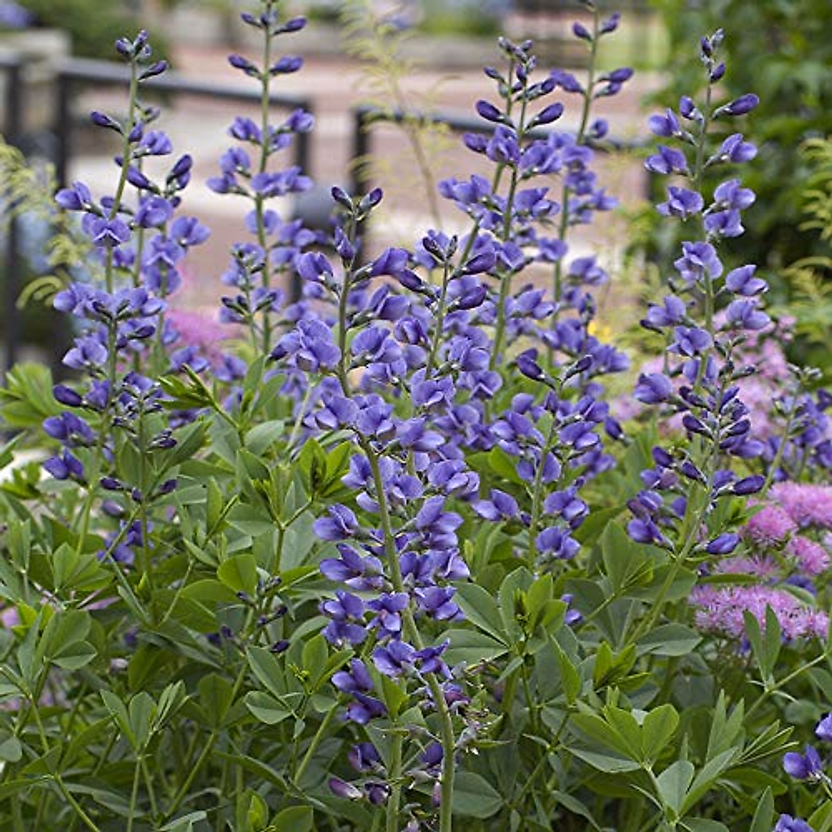 Outsidepride Perennial Blue Wild False Indigo Baptisia Australis Garden Plant - 100 Seeds
