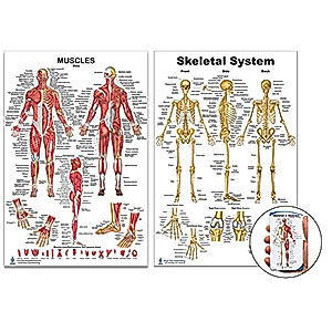 Skeletal System and Male Muscle Poster Set 24 x 36 inch, Extra Pocket Size Muscle Cards, Marker and Eraser Compatible