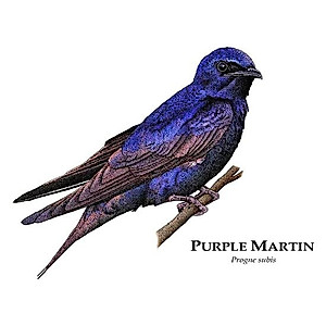 CafePress Purple Martin Mug Ceramic Coffee Mug, Tea Cup 11 oz