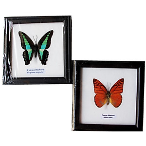 2 FRAMED COMMON BLUEBOTTLE AND ORANGE ALBATROSS BUTTERFLY DISPLAY INSECT TAXIDERMY 5"X5"X1"