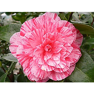 Variegated Camellia Japonica Rose Red Pink Plant Color, Ornaments Perennial Garden Simple to Grow Pots, 10 Inches in Tall