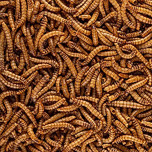 Healthy Herp Insectivore Reptile Treat Mealworms 0.95-Ounce (27 Grams) Jar