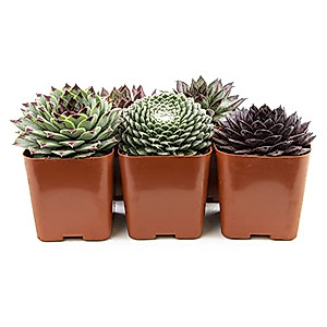 Sempervivum Succulents Plants Live Indoor Plants (5PK), Sempervivum Plants Live Houseplants, Hen and Chicks Live Plants Indoor House Plants, Rosette Succulent Plants in Plant Pots by Plants for Pets