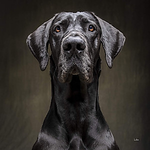 The Year of the Dogs 2021 Wall Calendar: (Dog Portrait 12-Month Calendar, Dog Lovers Photography Monthly Calendar)