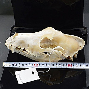 Hot Dog Skull Taxidermy Supplies Art Bone Vet Medicine 1:1